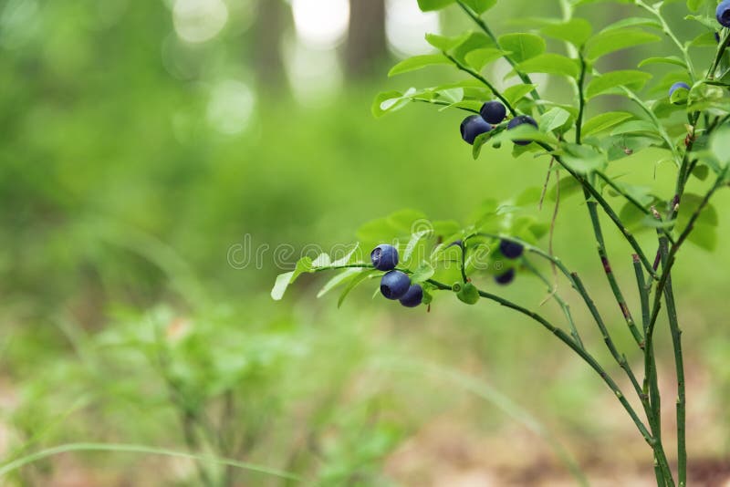 Wild Blueberries in the Forest Stock Image - Image of closeup, organic ...