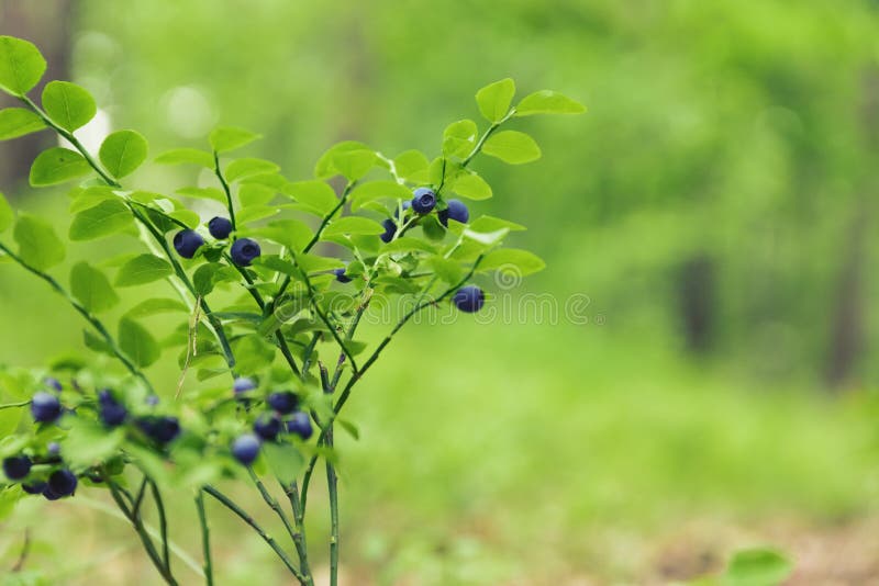 Wild Blueberries in the Forest Stock Photo - Image of dieting, flora ...