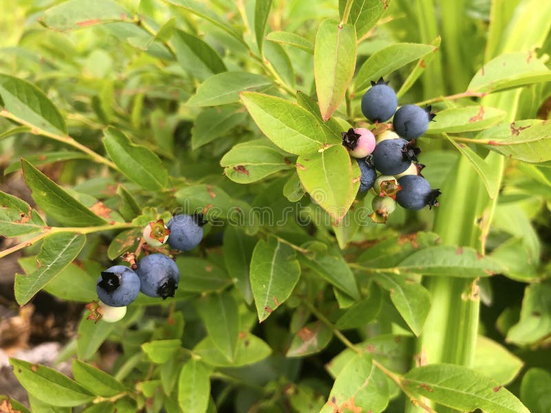 Wild blueberries stock photo. Image of wild, stem, high - 12911212