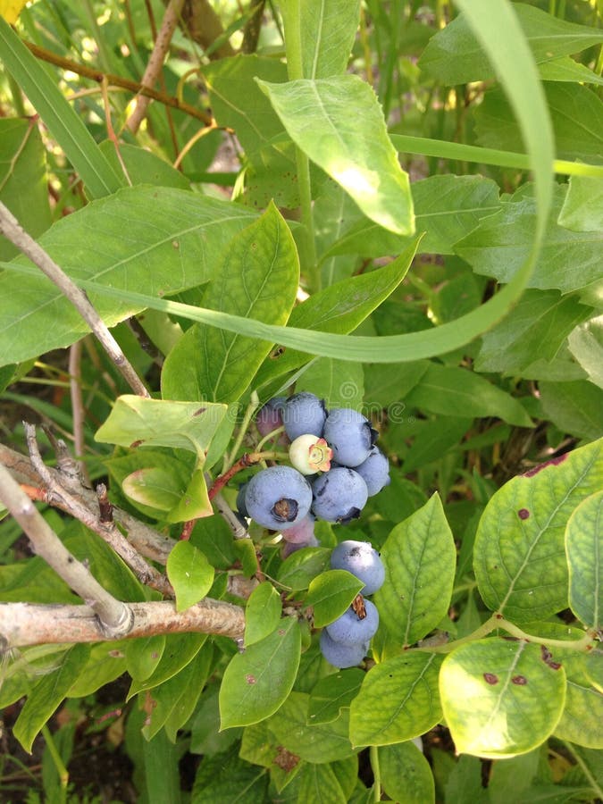 Wild Blueberries in a Park. Stock Image - Image of green, ripe: 57009597