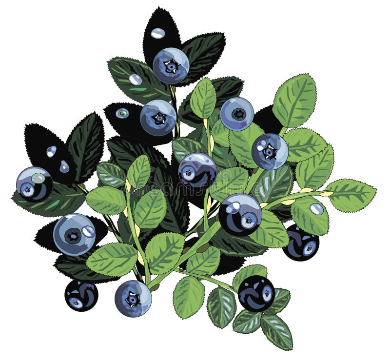 Blueberries stock illustration. Illustration of bilberries - 8511583