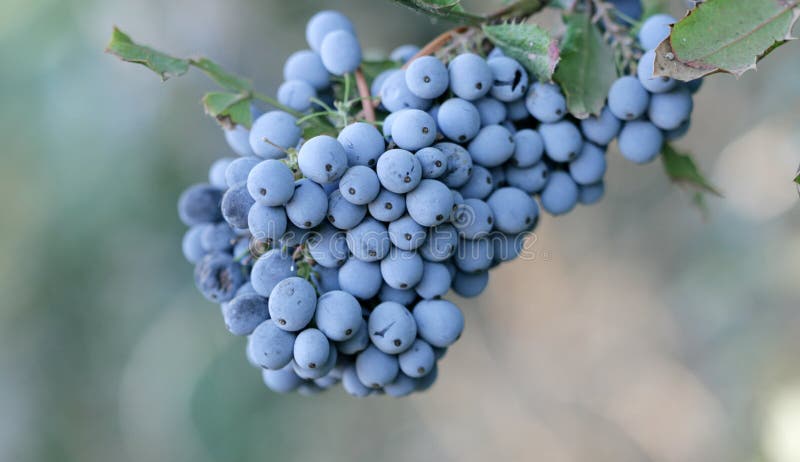 Wild Blueberry Picture. Image: 26441645