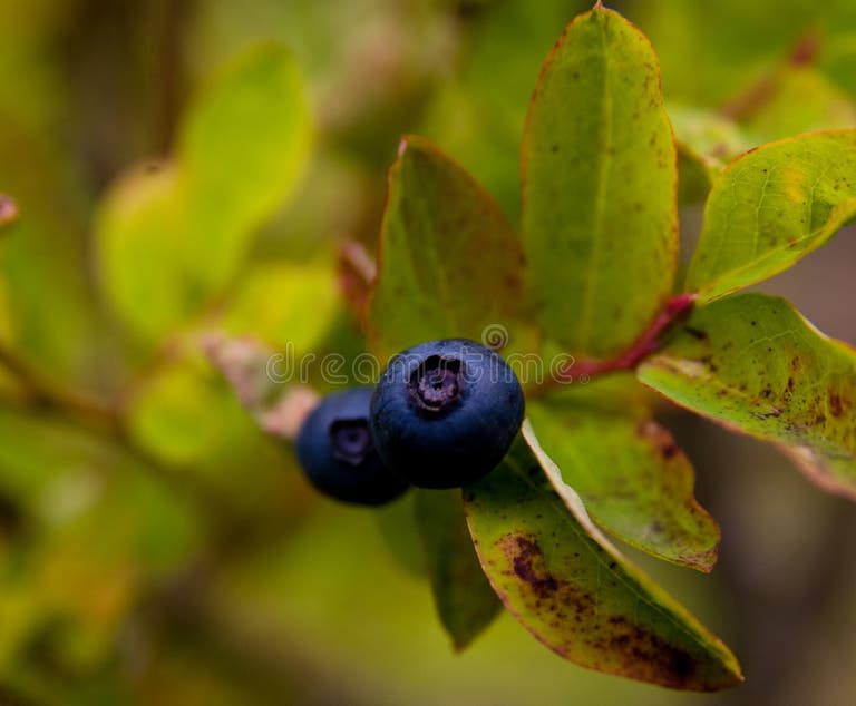 949 Blueberry Vine Drawings Stock Photos - Free & Royalty-Free Stock ...