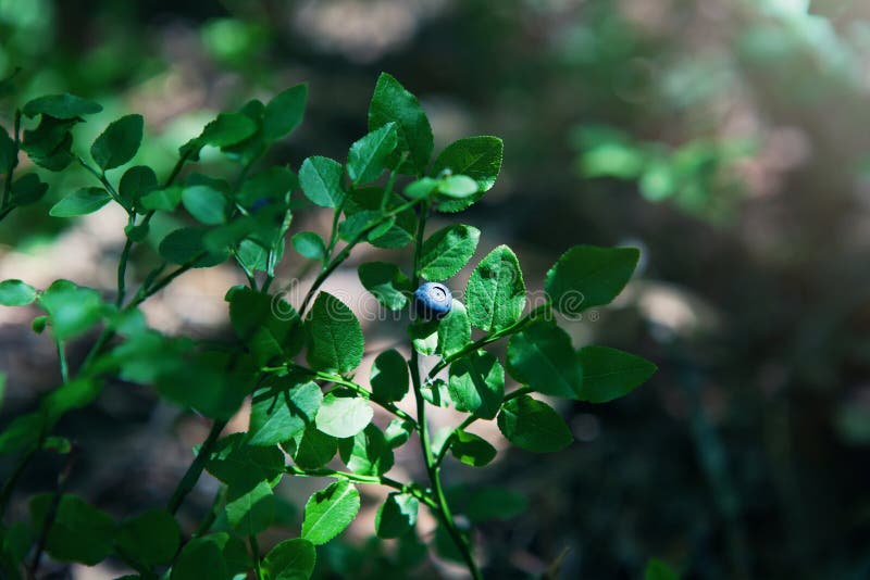 Wild Blueberry on Bush in Forest. Wild Berry Stock Image - Image of ...