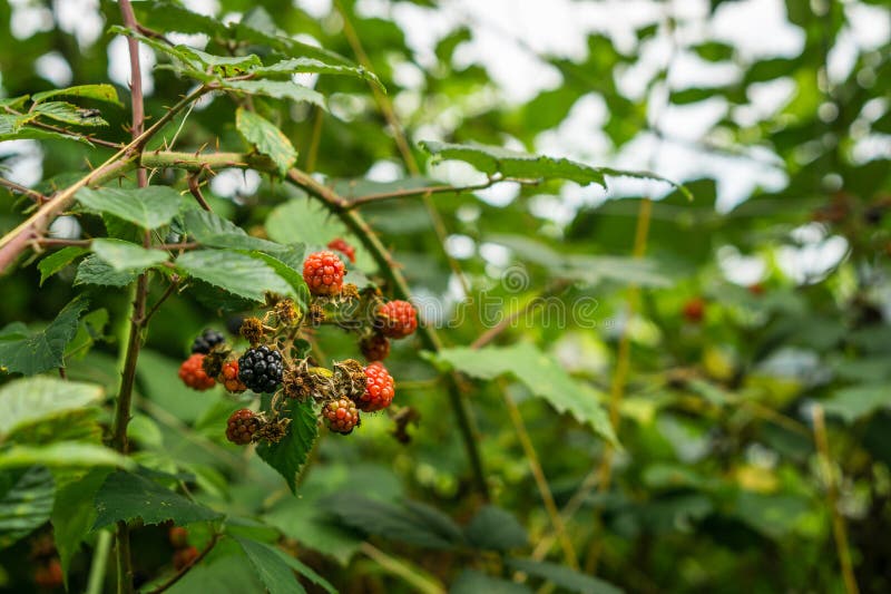 Wild Raspberry Bush with Black an Red Fruit Stock Photo - Image of ...