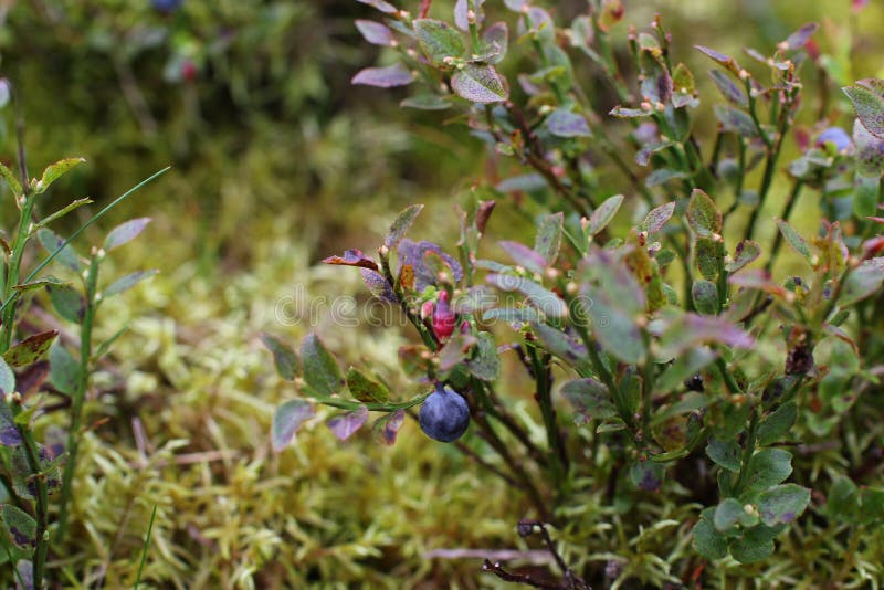 Wild Blueberry Picking stock image. Image of blueberry - 125857931