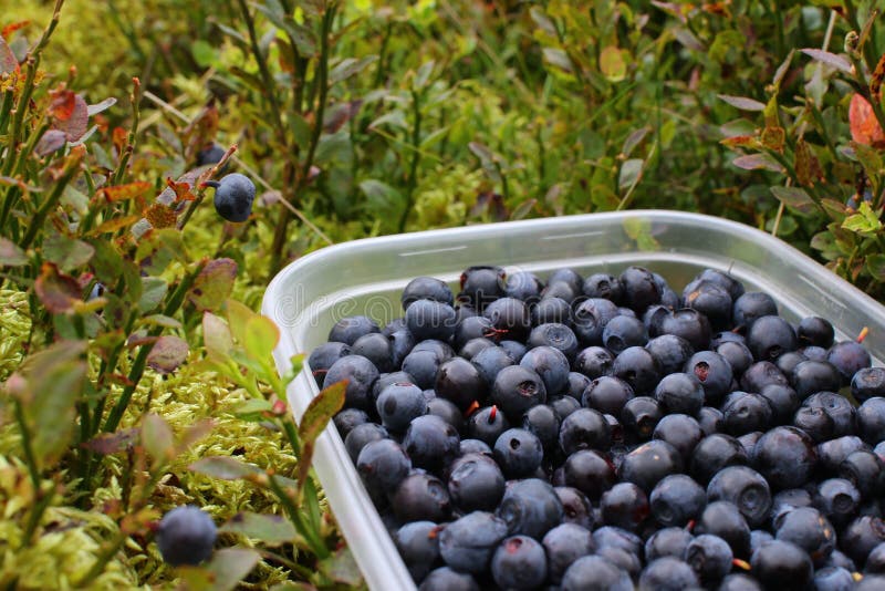 Scottish Blaeberries Stock Photos - Free & Royalty-Free Stock Photos ...