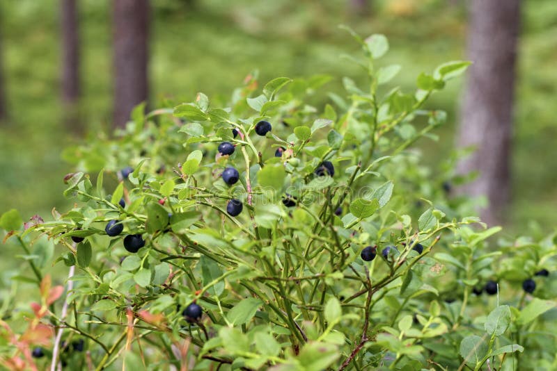 .wild Blueberry Plant with Berries on it Stock Image - Image of growth ...