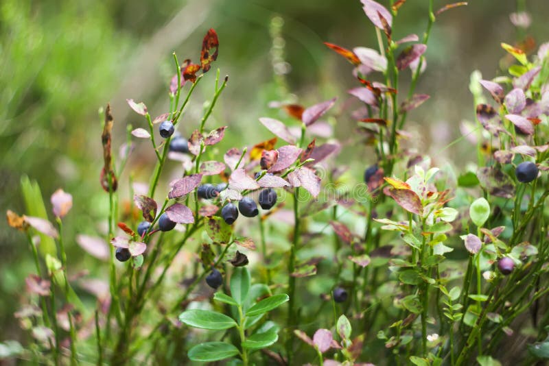 Wild Blueberry in Summer Forest. Stock Image - Image of wildf, nordic ...