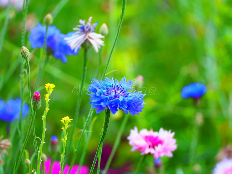 Blumme Flowers Stock Photos - Free & Royalty-Free Stock Photos from ...