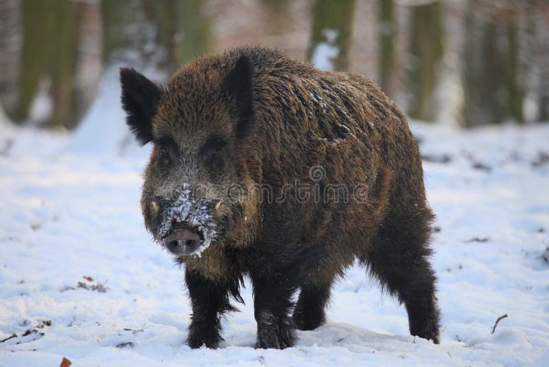 Wild boar stock photo. Image of wildlife, wild, white - 12361520