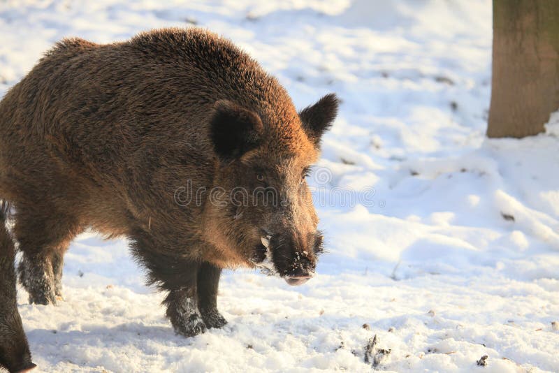 Wild boar stock image. Image of ears, national, agriculture - 12367117