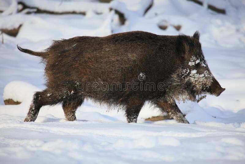 Wild boar stock photo. Image of hair, monster, beast - 12410408