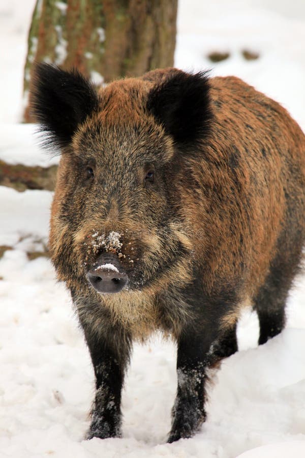 Wild boar stock image. Image of green, field, outdoors - 12569279
