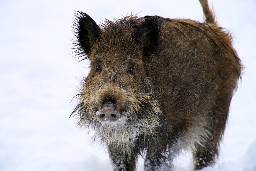 Wild boar stock photo. Image of snow, forest, arctic - 13045062