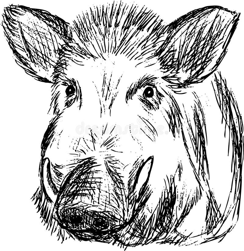 Line Wild Boar Head Stock Illustrations – 846 Line Wild Boar Head Stock ...