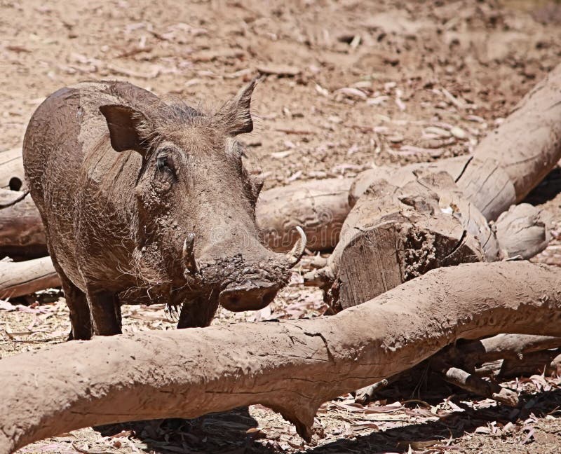 17,732 Wild Wild Boar Photos - Free & Royalty-Free Stock Photos from ...