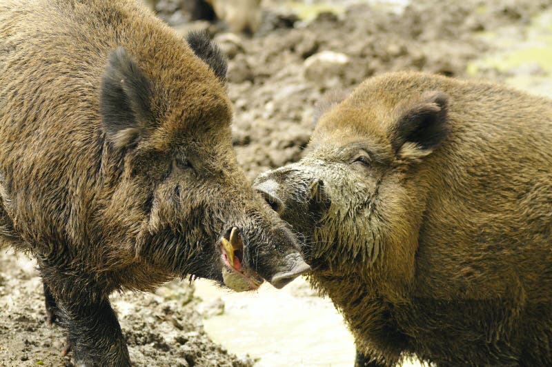 Wild boar stock photo. Image of side, brown, spot, mating - 14947132