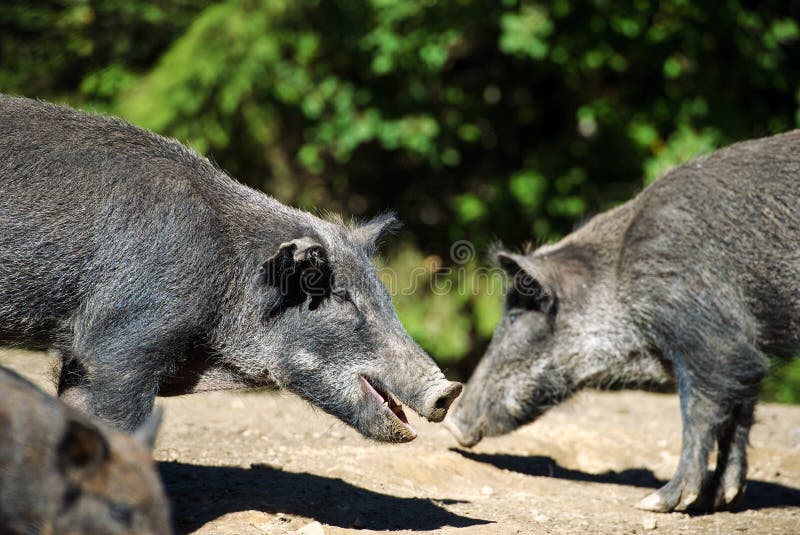Wild Boar Eye Stock Images - Download 1,078 Royalty Free Photos