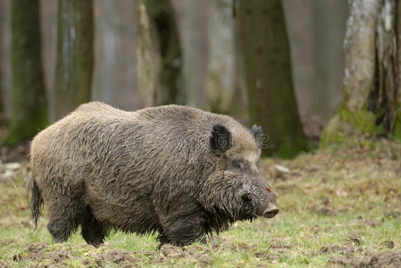 Wild boar stock photo. Image of animal, autumn, fall - 18676878