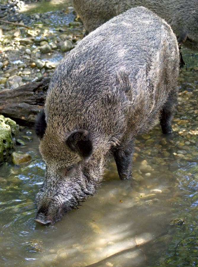 Wild Boar or Wild Hog (Sus Scrofa) Stock Image - Image of ears, boar ...