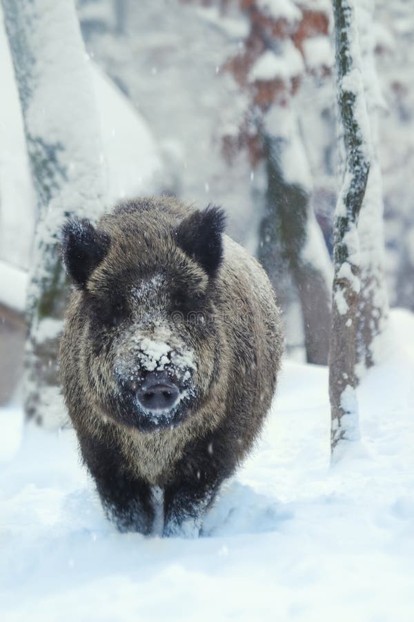 Wild-boar 2. stock image. Image of nature, wild, cold, snow - 555967