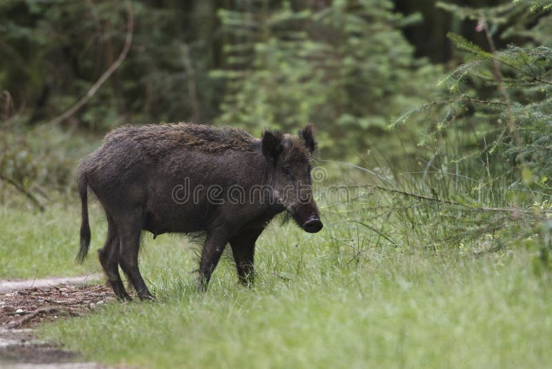 Wild Boar stock image. Image of point, wild, matt, florida - 164779213