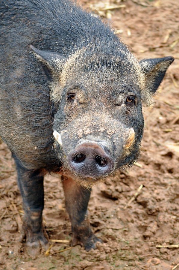 Wild boar stock photo. Image of closeup, animal, face - 20887598