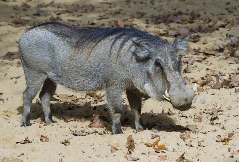 Big wild pig stock image. Image of hoar, animal, wild - 1450701