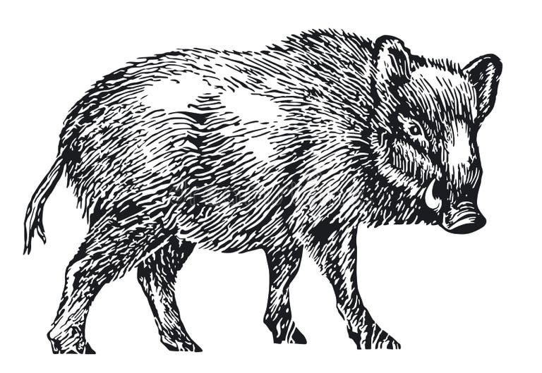 Wild Boar Stock Illustrations – 17,875 Wild Boar Stock Illustrations ...