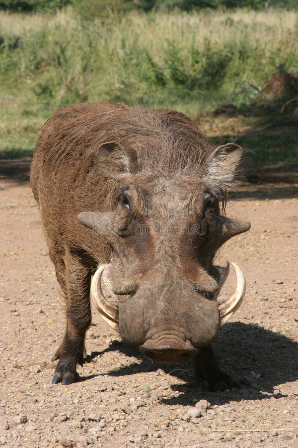 Wild boar stock photo. Image of staring, nature, outdoor - 224952