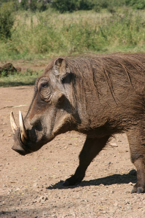 Wild boar stock image. Image of outdoor, tusk, hair, boar - 224953