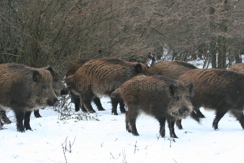 Wild boar stock image. Image of creature, breed, outside - 22686007