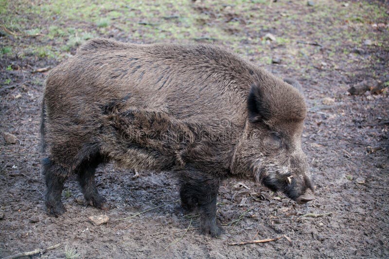 Wild boar stock photo. Image of creature, brown, closeup - 23386672