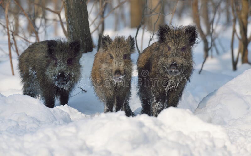 Musk hog (Tayassu tajacu) stock image. Image of endangered - 15633783