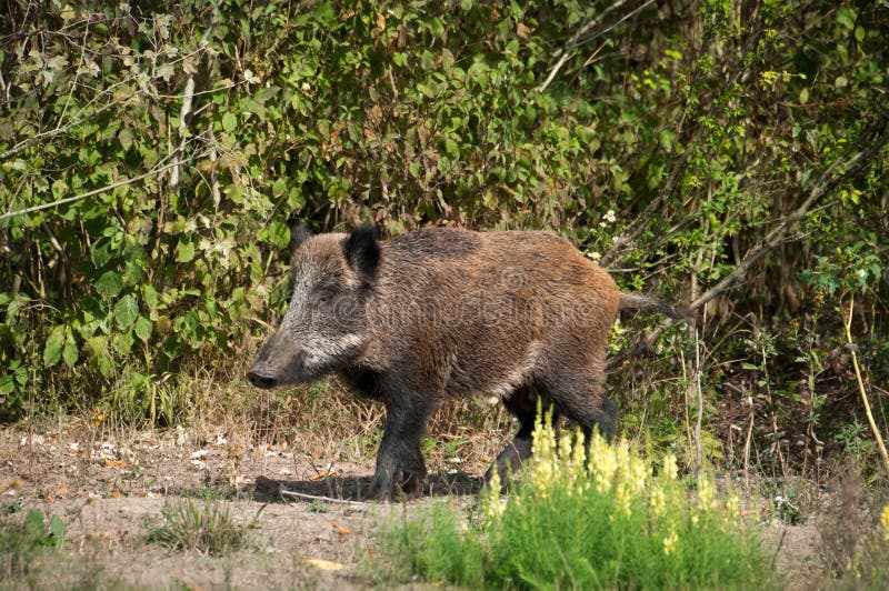 Wild boar stock image. Image of snout, tree, beast, spring - 27491701