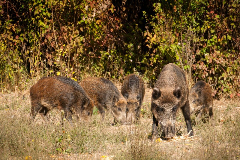 Wild boar stock photo. Image of ears, bristle, wildlife - 27512636