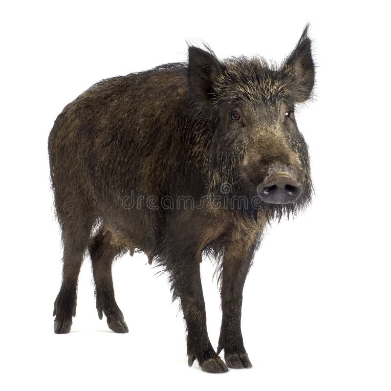 39,219 Boar Stock Photos - Free & Royalty-Free Stock Photos from Dreamstime