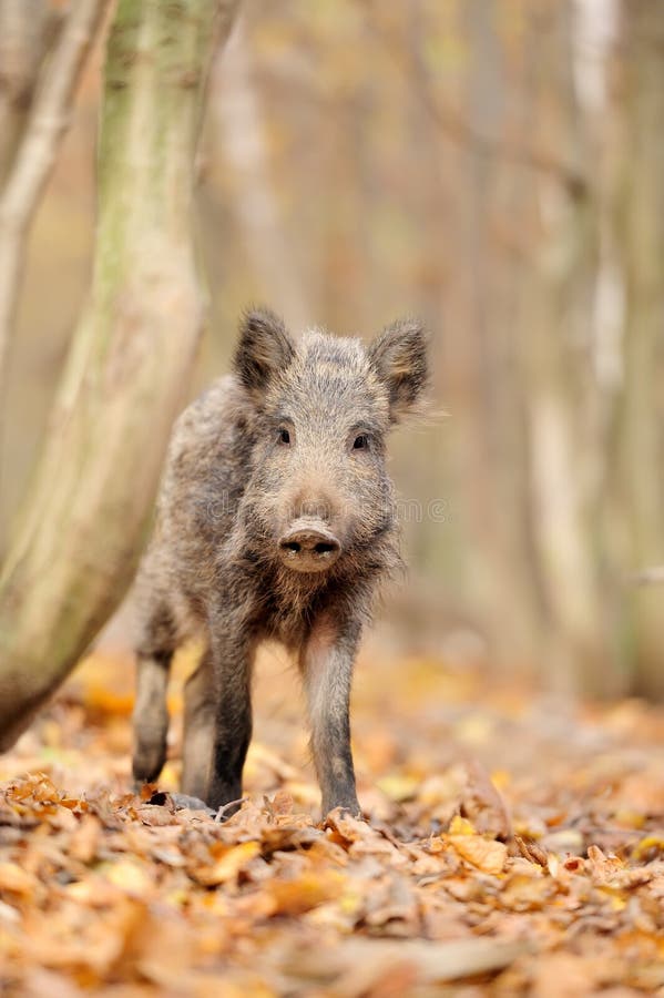Wild boar stock photo. Image of brown, male, mammal, tusk - 28068002