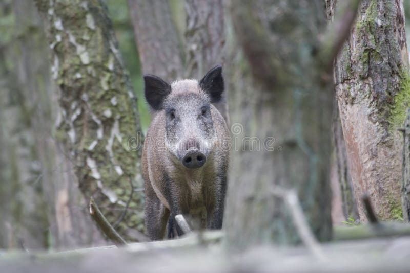Wild Boar stock image. Image of glimpse, wild, look, tree - 28258657
