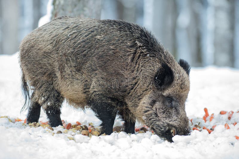Wild boar canine teeth stock image. Image of wildlife - 48074709