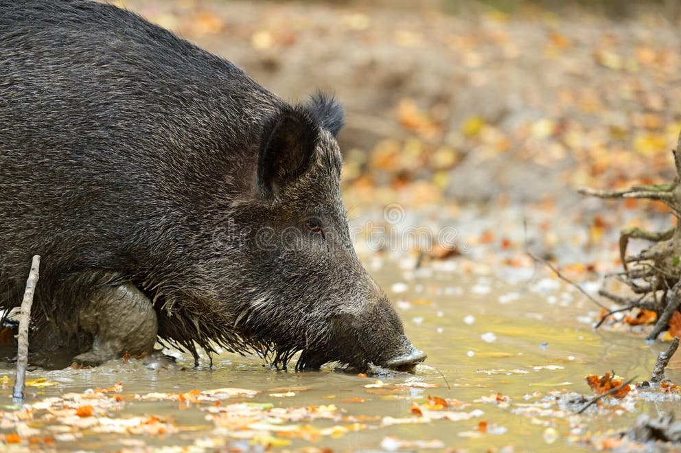 Wild boar stock photo. Image of fall, breed, themes, forest - 29365304