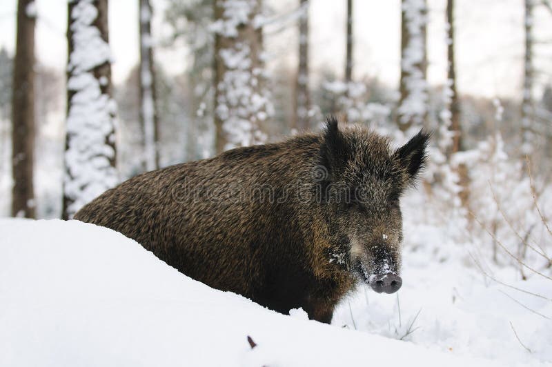 Wild-boar stock image. Image of black, wild, snow, forest - 29405209