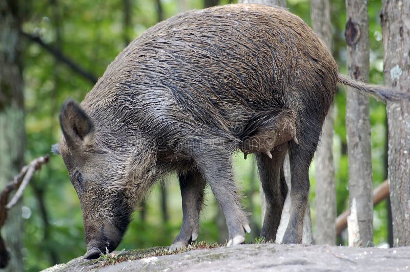 Wild Boar stock photo. Image of wild, eating, snout, forest - 3258936