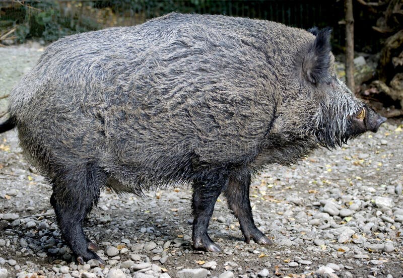 2,026 Tail Boar Stock Photos - Free & Royalty-Free Stock Photos from ...