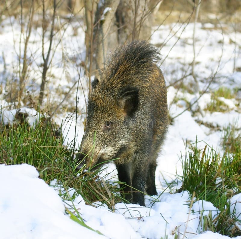 Wild Boar Picture. Image: 4577585