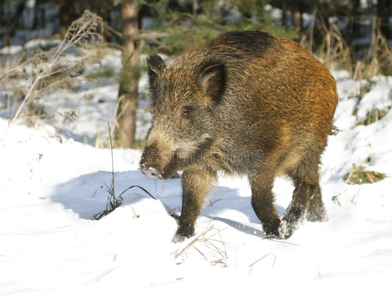 15,292 Wild Wild Boar Photos - Free & Royalty-Free Stock Photos from ...