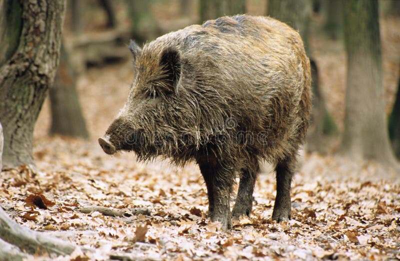 Wild-boar stock image. Image of tusker, wood, boar, autumn - 532421