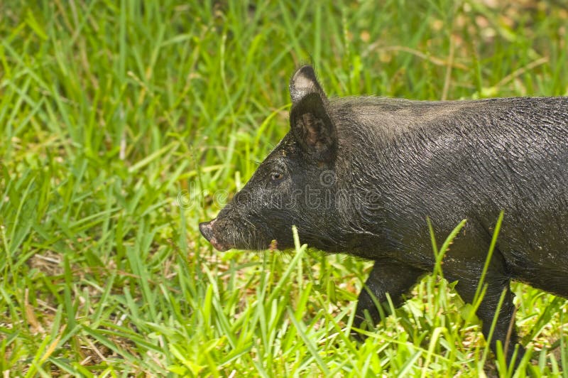 Wild Boar stock photo. Image of snout, black, swine, piggy - 5466342