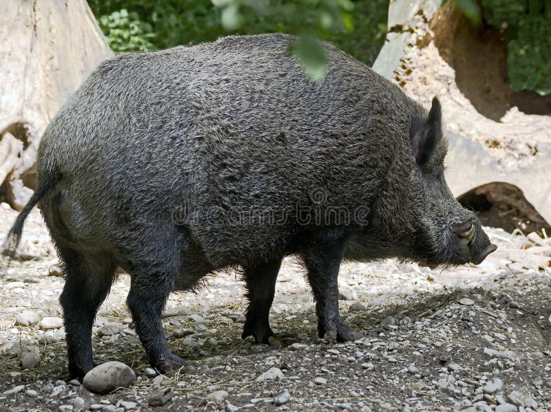 Wild boar 6 stock photo. Image of nature, nice, bacon - 26089760